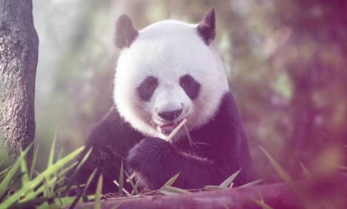 What Is Google Panda? | CLD